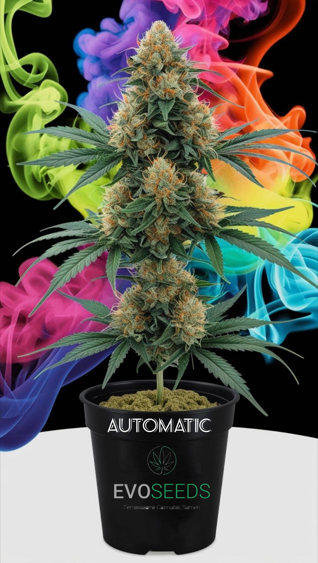 Big Bud Auto – Evo-Seeds