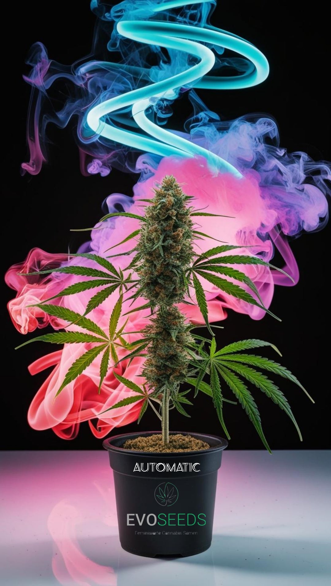 Critical Auto – Evo-Seeds