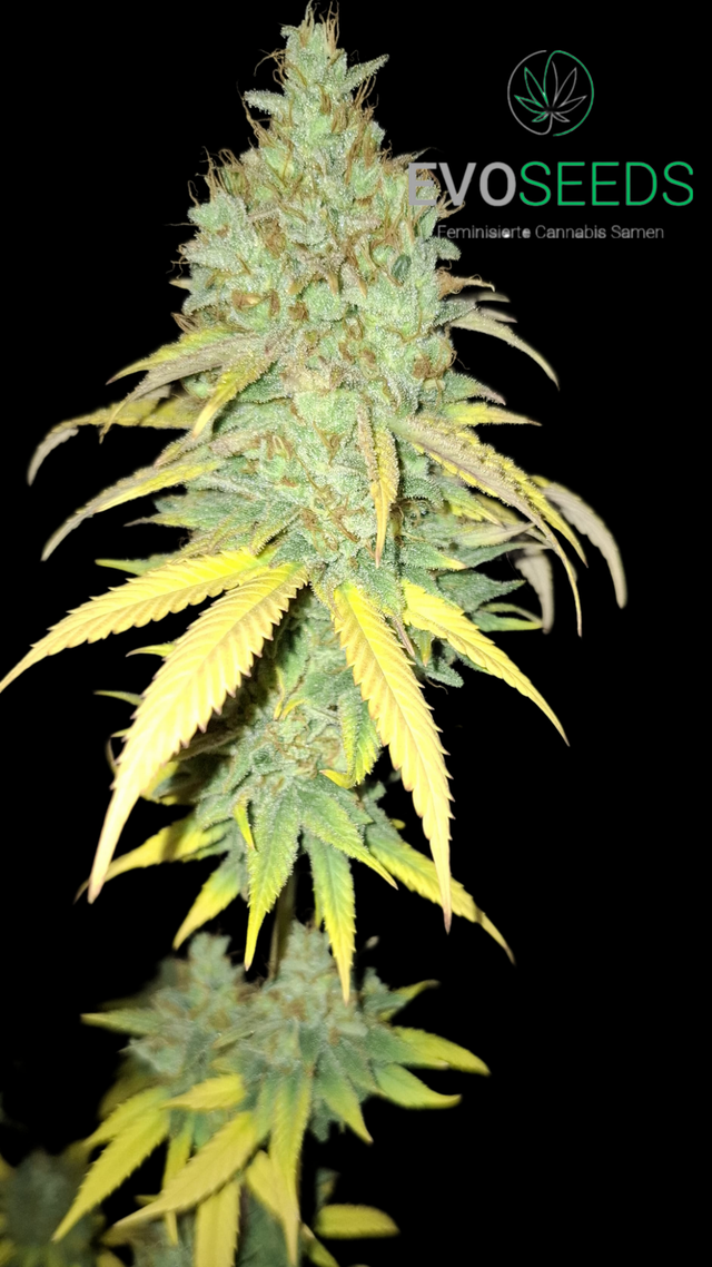 Mimosa Cake – Evo-Seeds
